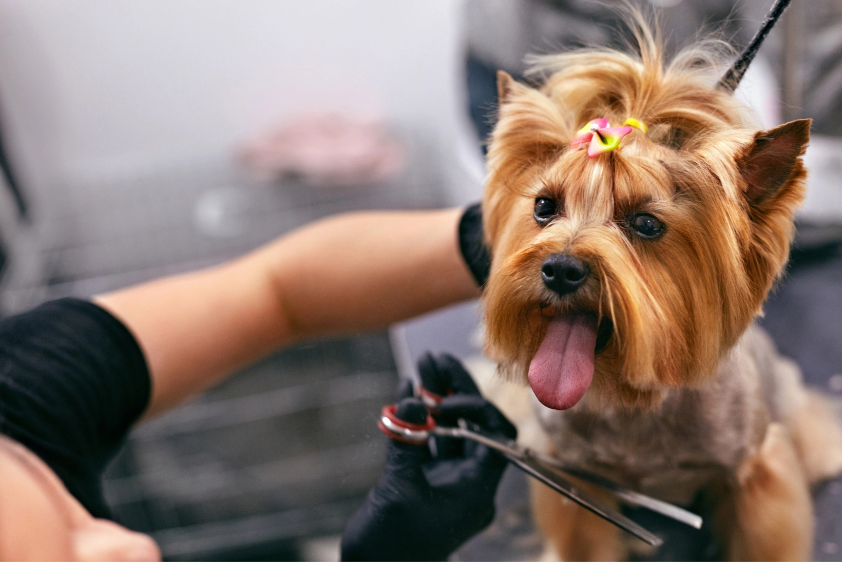 Grooming - Silver Bones